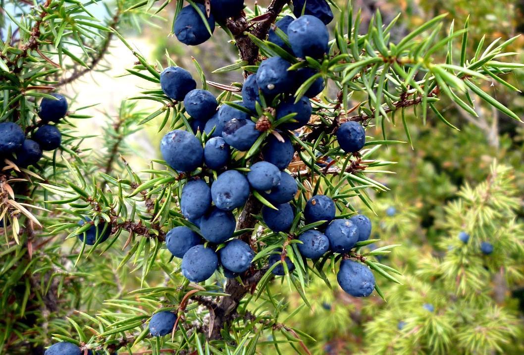 11 ARBUSTES de JARDIN - NOMS et PHOTOS