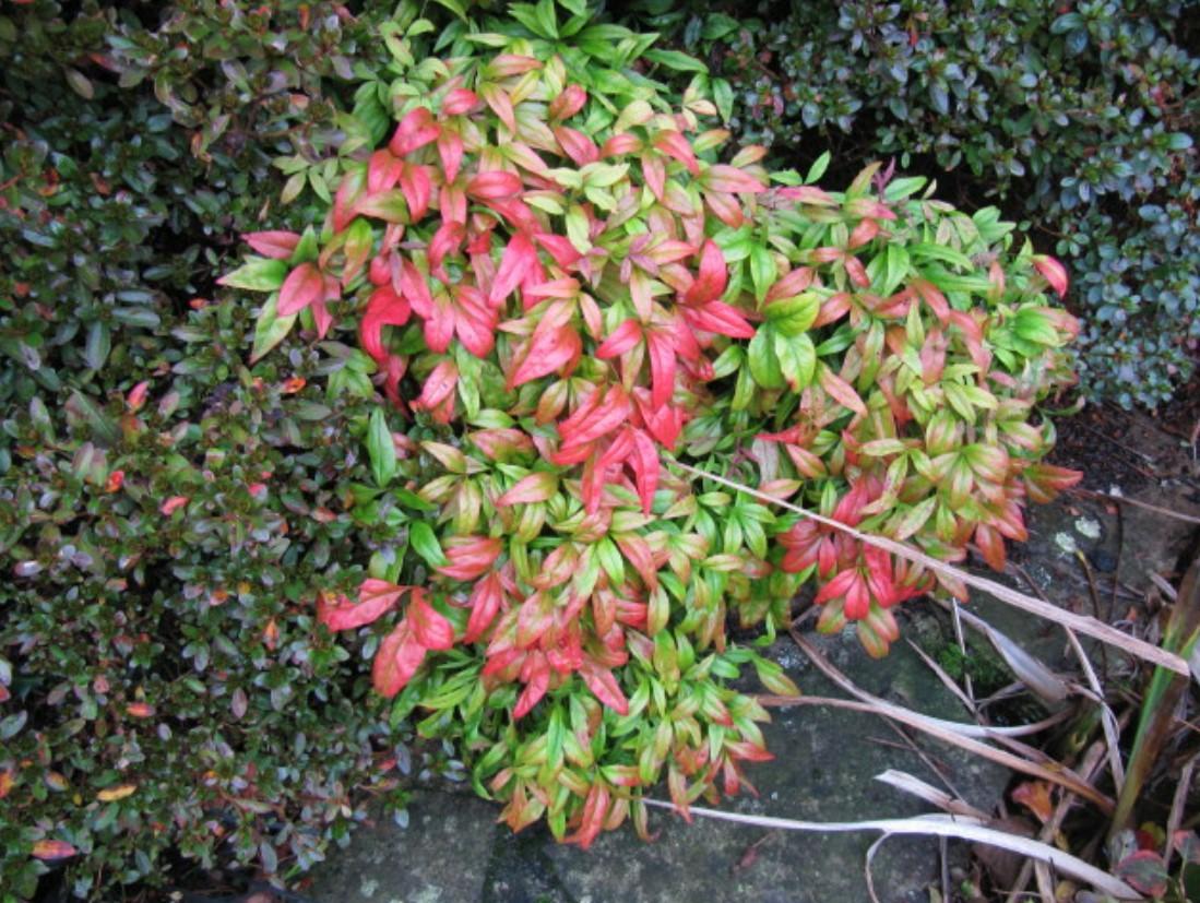 11 ARBUSTES de JARDIN - NOMS et PHOTOS