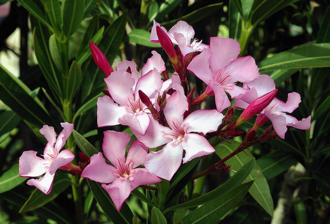 11 ARBUSTES de JARDIN - NOMS et PHOTOS