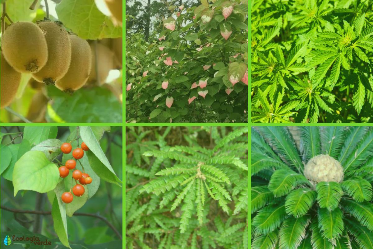 Plante dioïque : Définition, liste et exemples