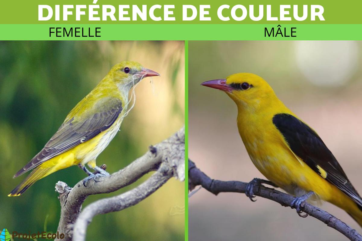 Loriot d'Europe : caractéristiques, habitat et alimentation