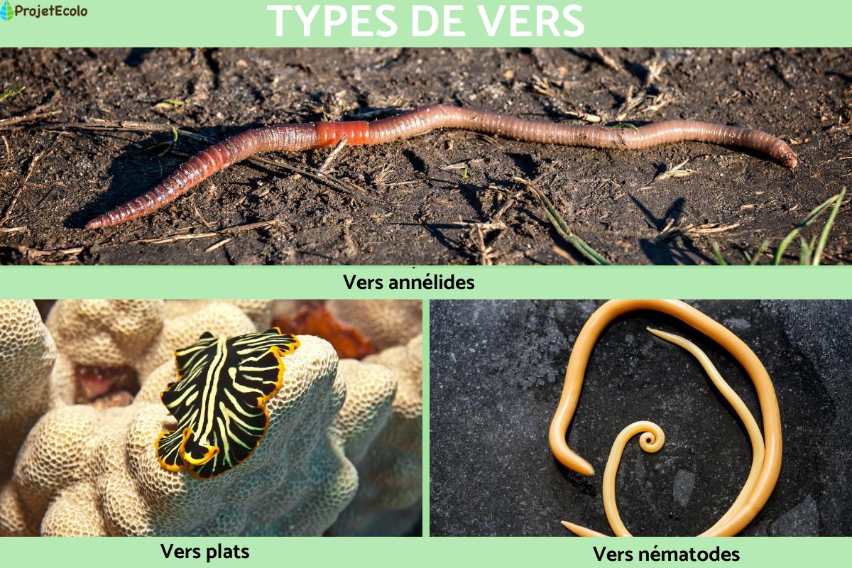 Types de vers - Guide complet