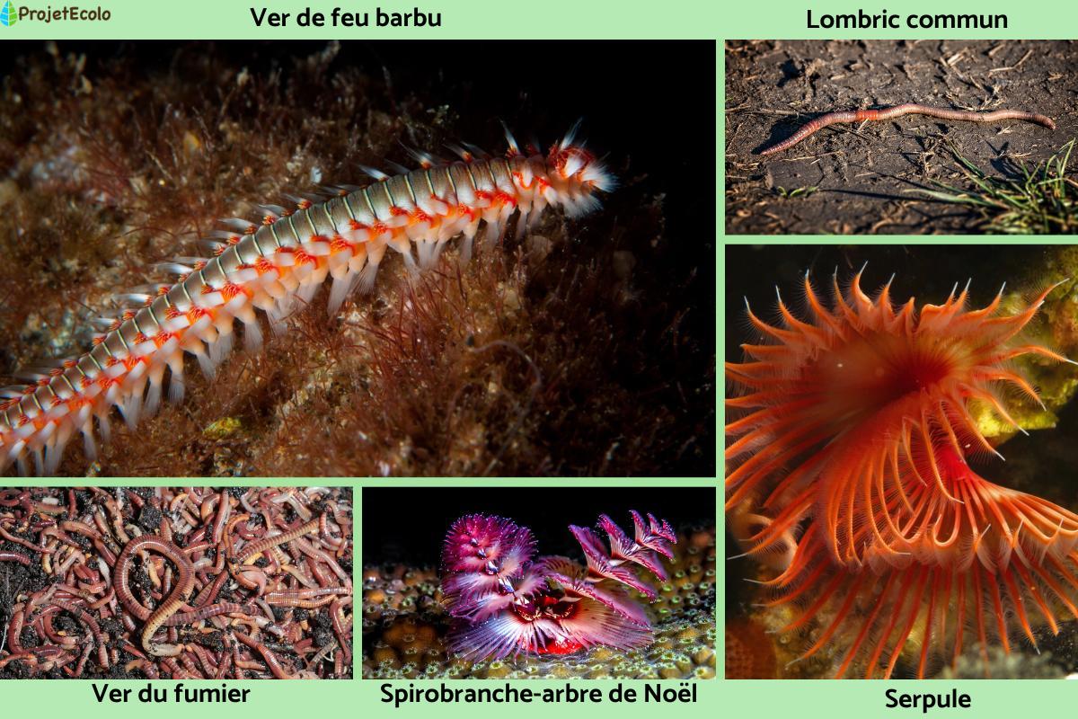 Types de vers - Guide complet