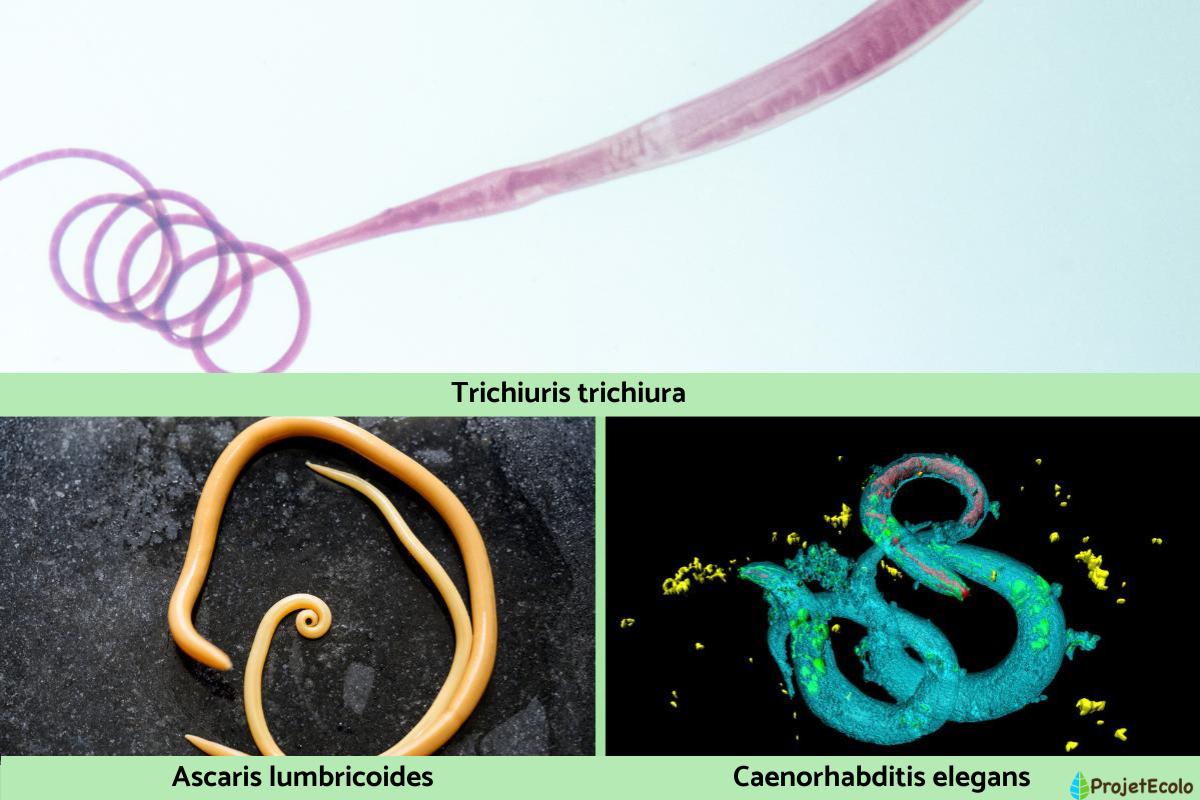 Types de vers - Guide complet