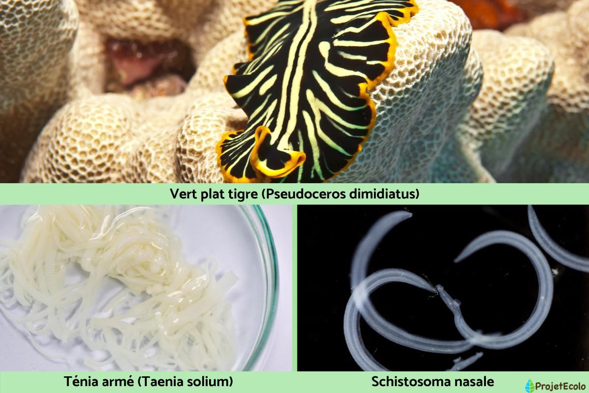 Types de vers - Guide complet