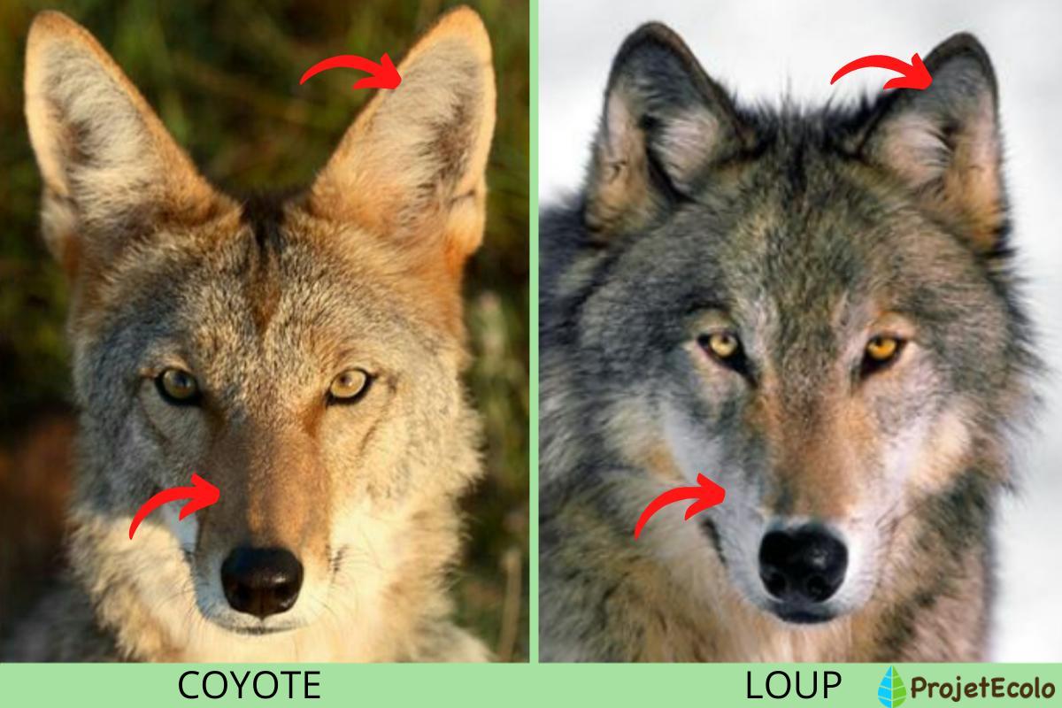 Différence entre le COYOTE et le LOUP - Résumé comparatif Différence entre le COYOTE et le LOUP - Résumé comparatif