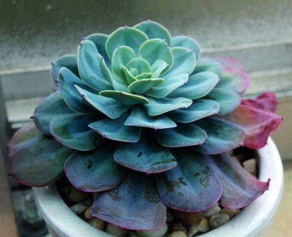 21 PLANTES SUCCULENTES à FLEURS : Noms, caractéristiques et photos (+ VIDÉOS)