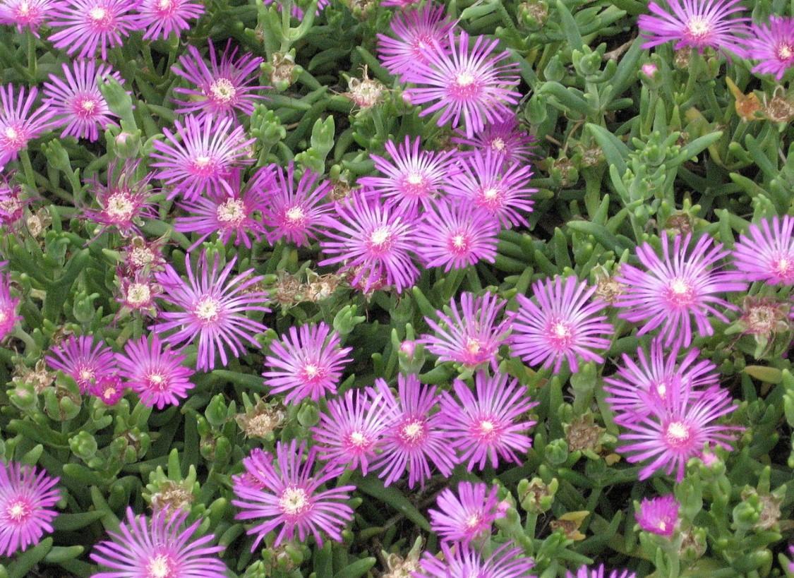 21 PLANTES SUCCULENTES à FLEURS : Noms, caractéristiques et photos ...