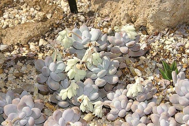 21 PLANTES SUCCULENTES à FLEURS : Noms, caractéristiques et photos (+ VIDÉOS)
