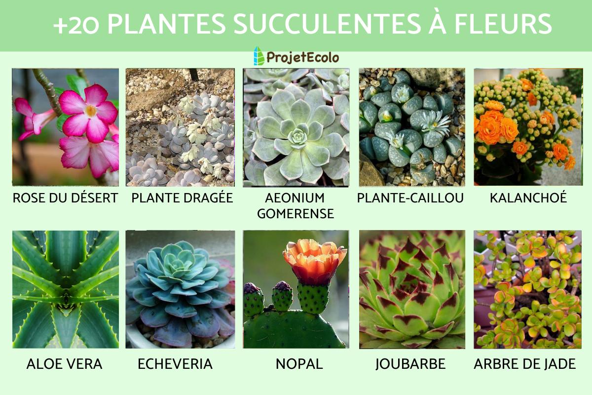 21 PLANTES SUCCULENTES à FLEURS : Noms, caractéristiques et photos ...