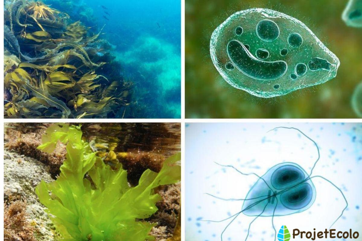 Exemples De Protistes