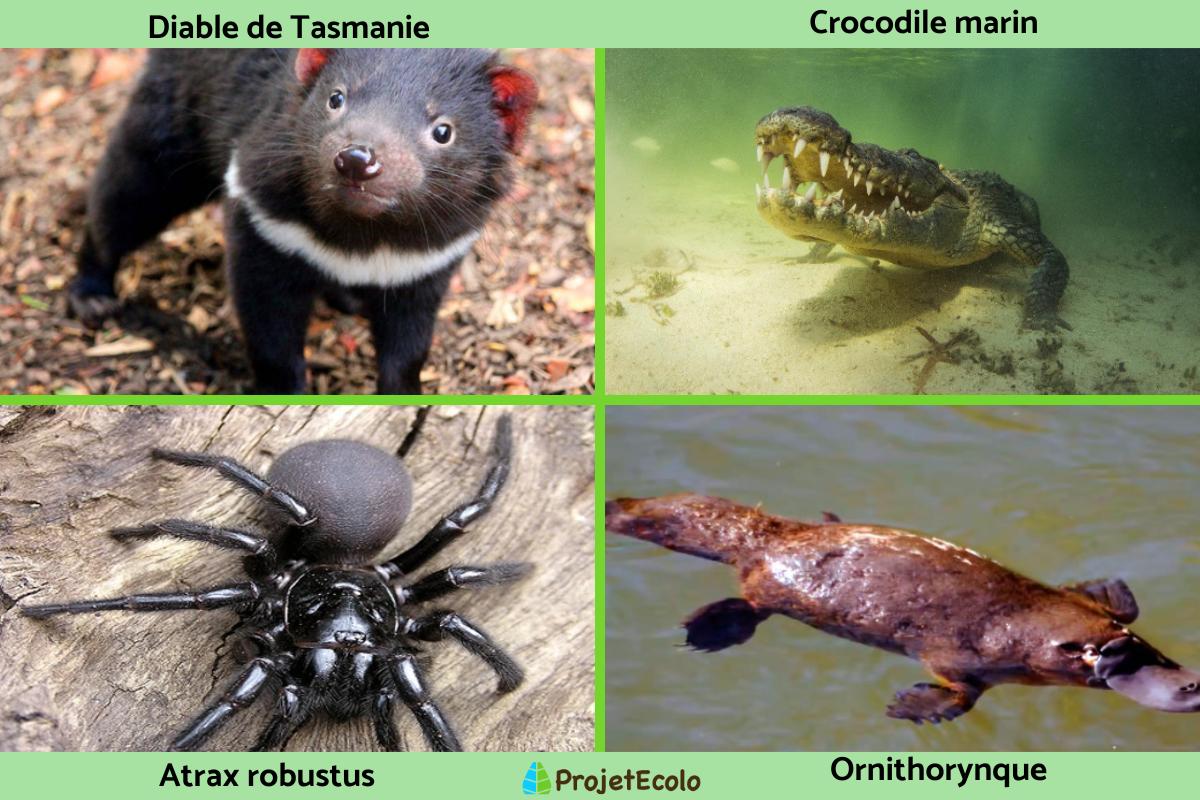 Faune et flore d'Australie - Exemples et caractéristiques