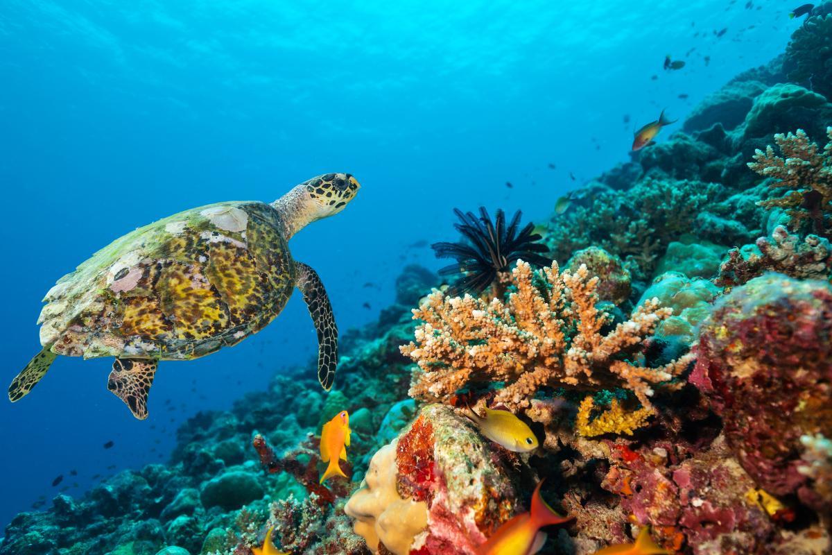 Écosystème aquatique : Définition, caractéristiques, types et exemples