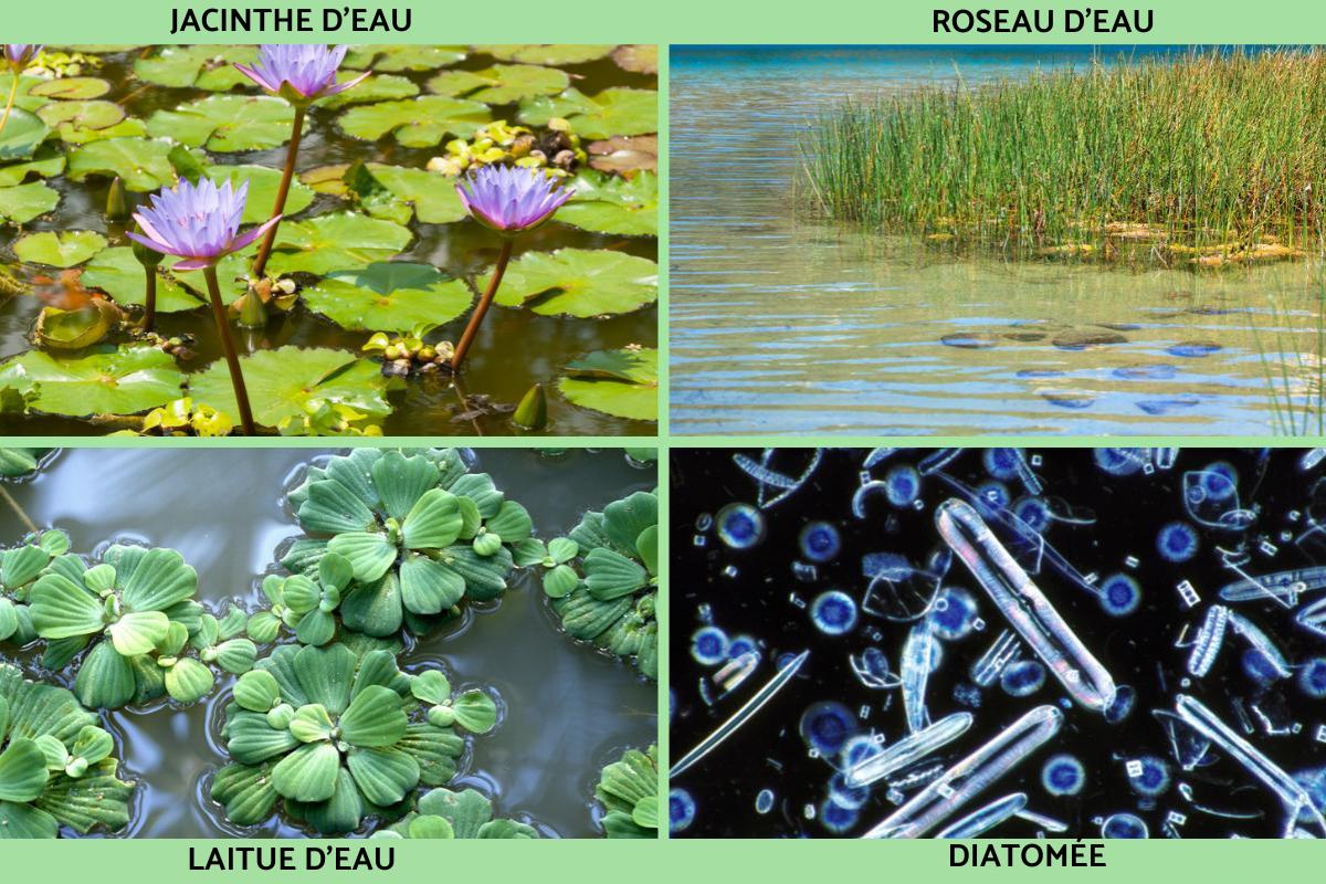 Écosystème aquatique : Définition, caractéristiques, types et exemples