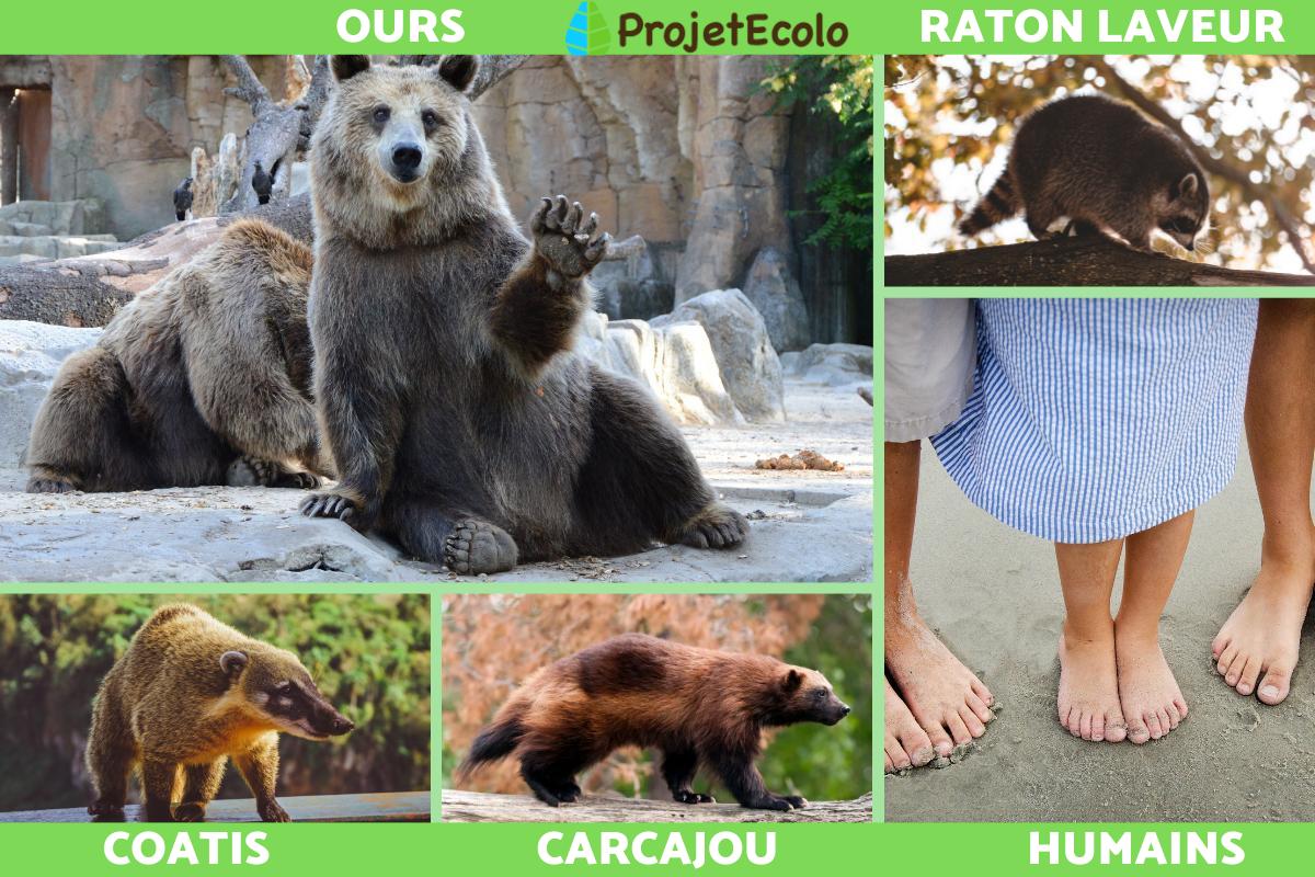 Plantigrades : Définition et exemples