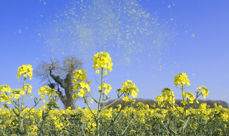 Qu'est-ce que le pollen et à quoi sert-il