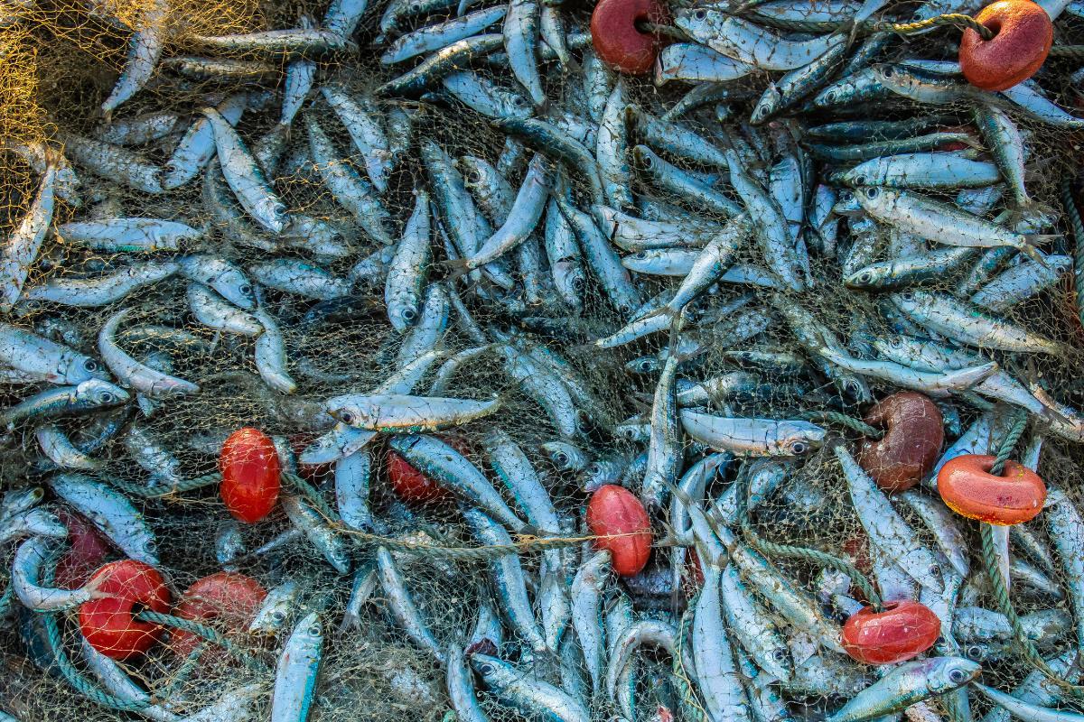 Pêche durable : Définition, bienfaits et types