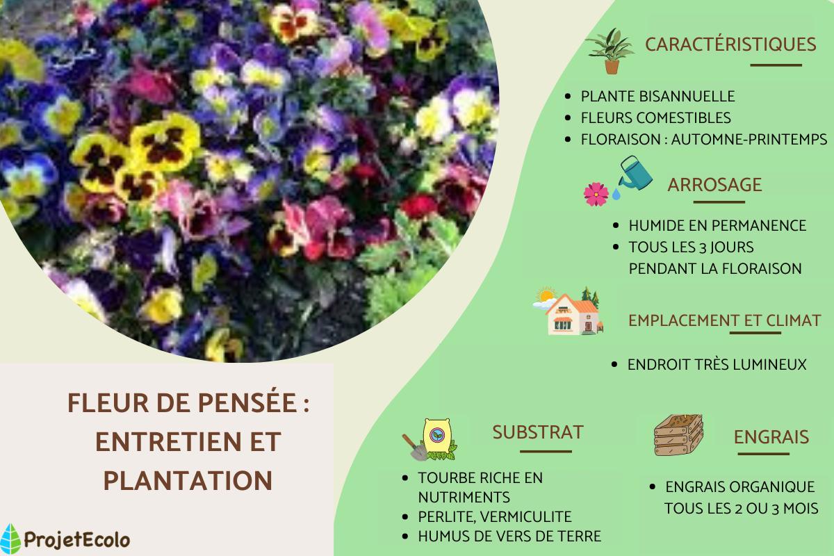 FLEUR PENSÉE - ENTRETIEN et PLANTATION
