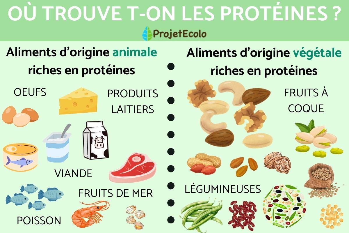 À quoi servent les protéines ? Protéines, dans quels aliments ? - Résumé complet
