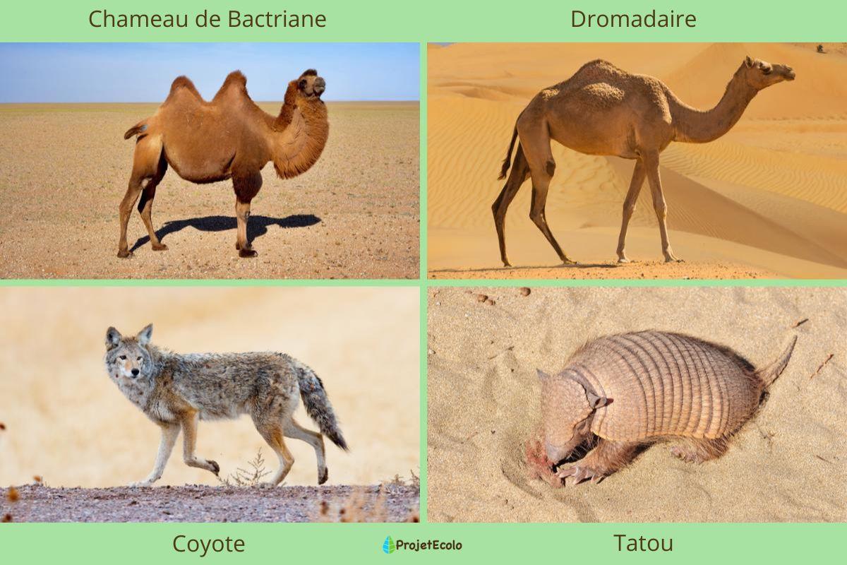 Climat desértique : définition et caractéristiques - Température dans ...
