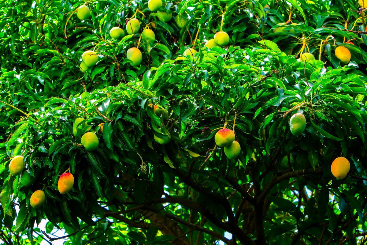 MANGUE : BIENFAITS ET MÉFAITS - Guide complet des vertus de la mangue ...