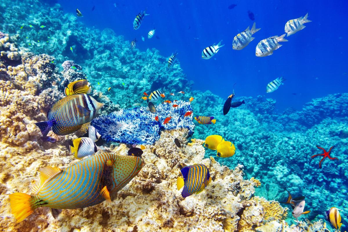 Exposé sur les poissons - 10 FAITS CURIEUX à leur propos