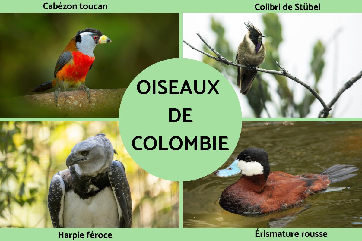 10 Oiseaux de Colombie - Noms et PHOTOS