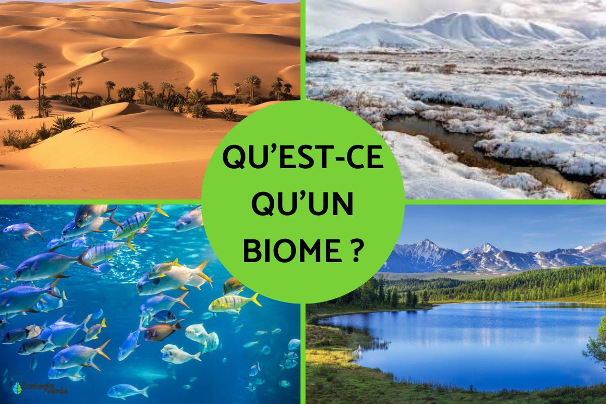 Qu'est-ce qu'un biome - Définition et types