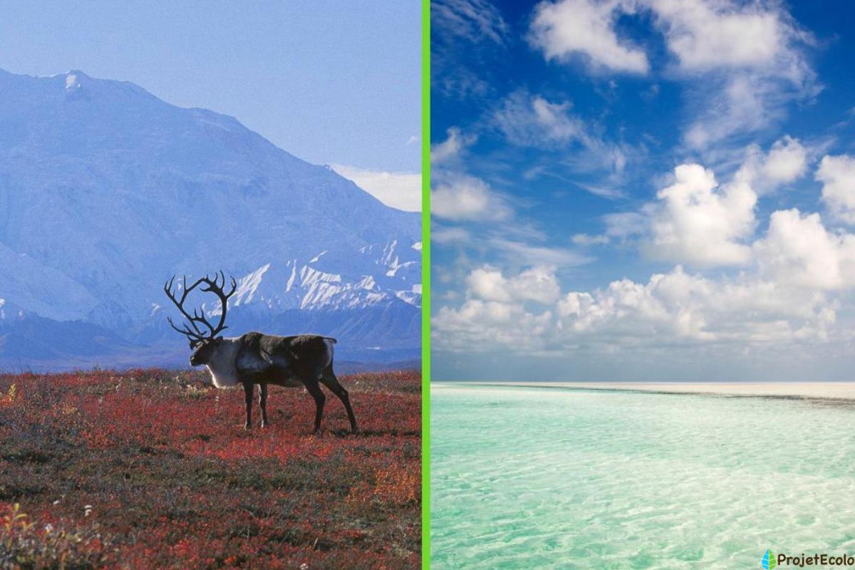 Qu'est-ce qu'un biome - Définition et types