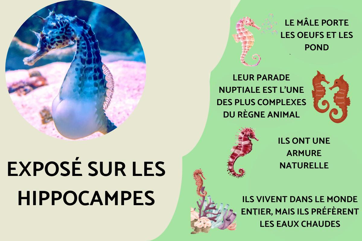 Exposé sur les hippocampes - 15 Informations surprenantes