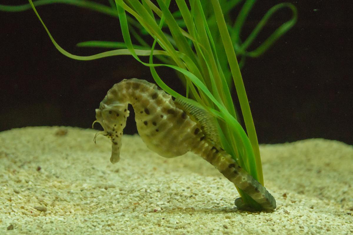 Exposé sur les hippocampes - 15 Informations surprenantes