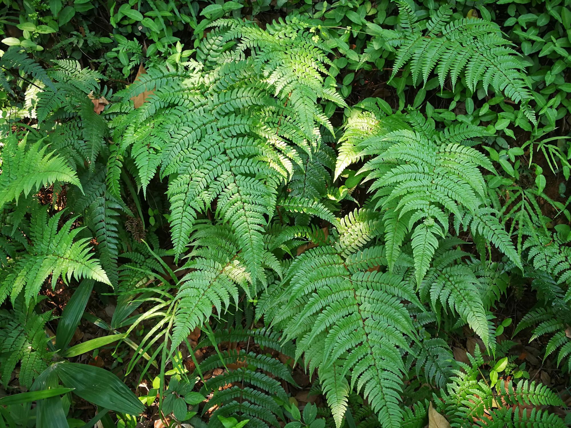 Plantes cryptogames : Définition, caractéristiques et exemples