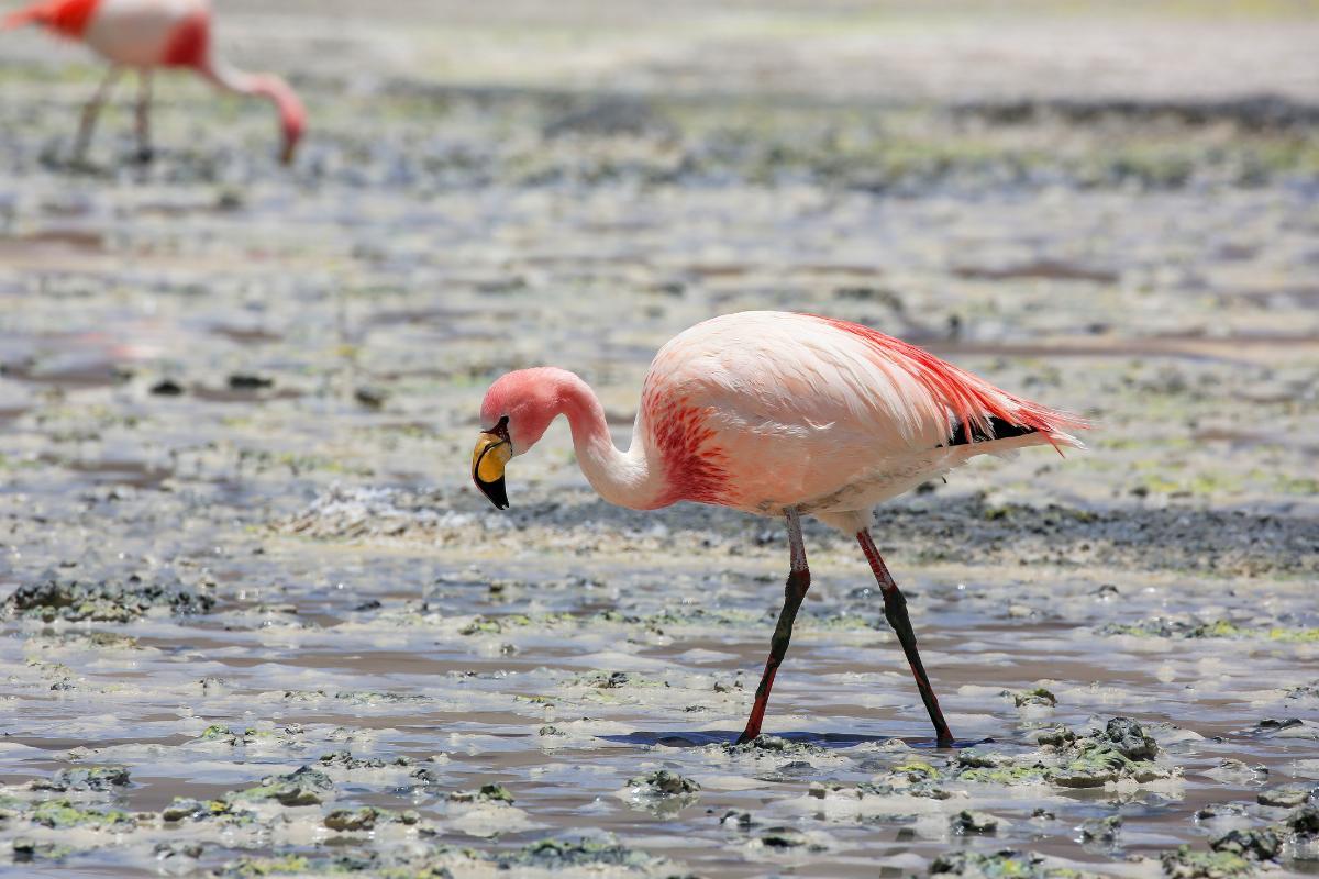 6 types de flamants - Noms et photos