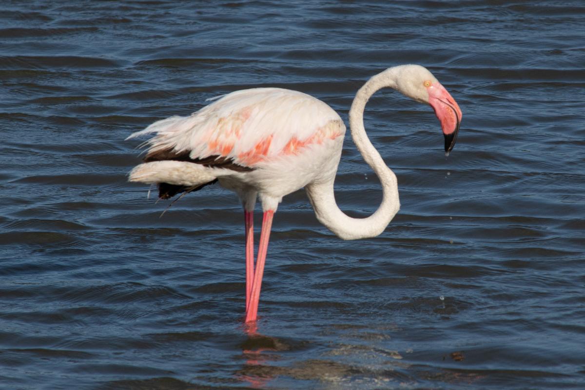 6 types de flamants - Noms et photos