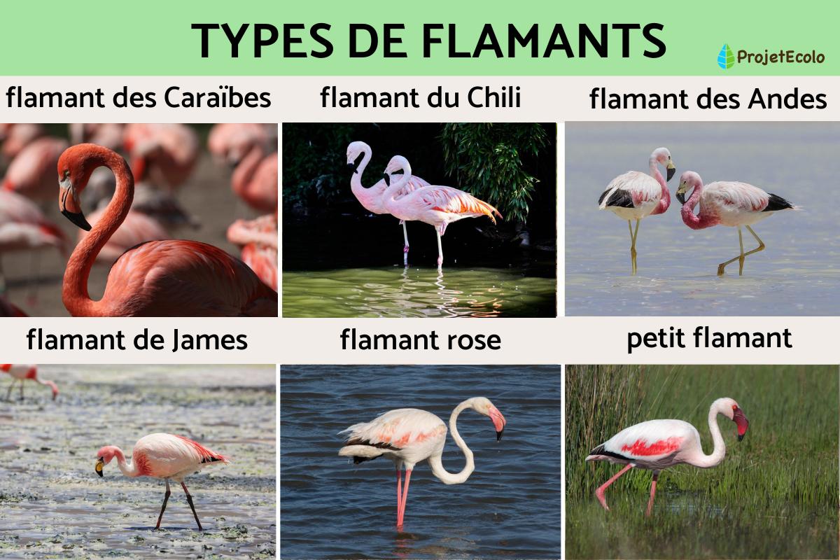 6 types de flamants - Noms et photos