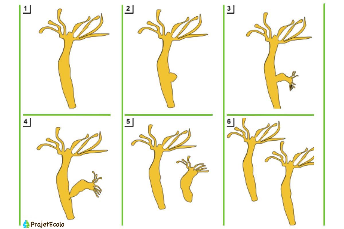 GEMMATION : Définition et exemples avec PHOTOS