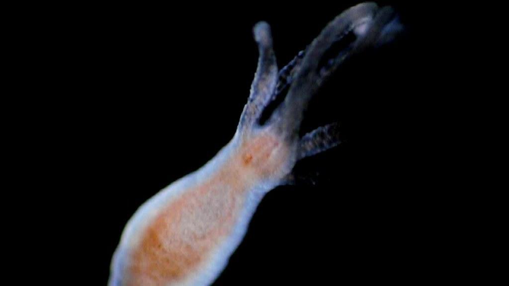 GEMMATION : Définition et exemples avec PHOTOS