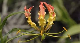 Quelle est la FLEUR LA PLUS CHÈRE du MONDE - Liste avec PHOTOS