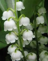 Quelle est la FLEUR LA PLUS CHÈRE du MONDE - Liste avec PHOTOS