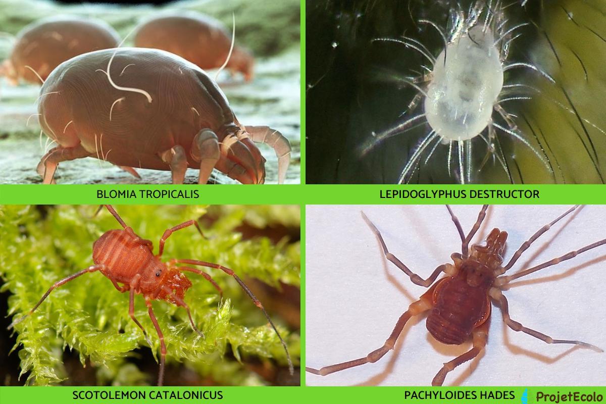 ARACHNIDES : CARACTÉRISTIQUES, TYPES et EXEMPLES (+ PHOTOS)
