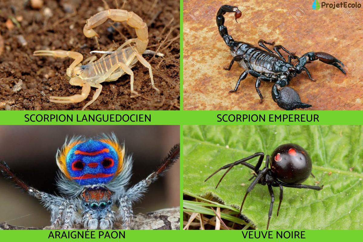 ARACHNIDES : CARACTÉRISTIQUES, TYPES et EXEMPLES (+ PHOTOS)