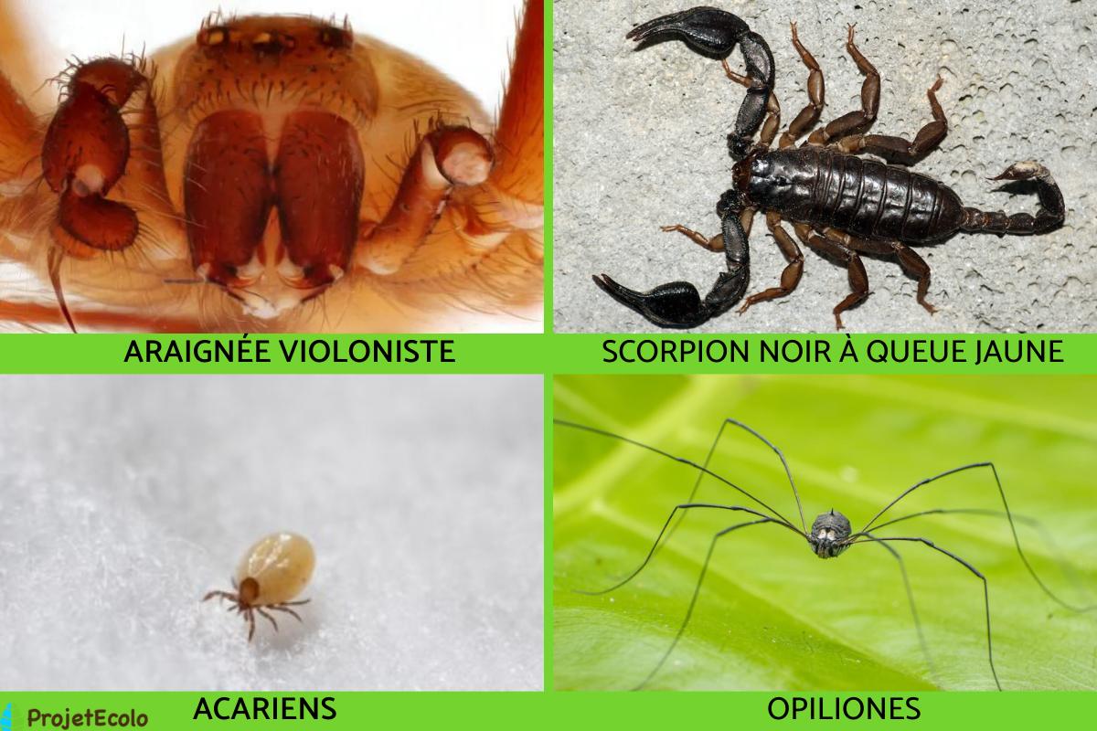 ARACHNIDES : CARACTÉRISTIQUES, TYPES et EXEMPLES (+ PHOTOS)