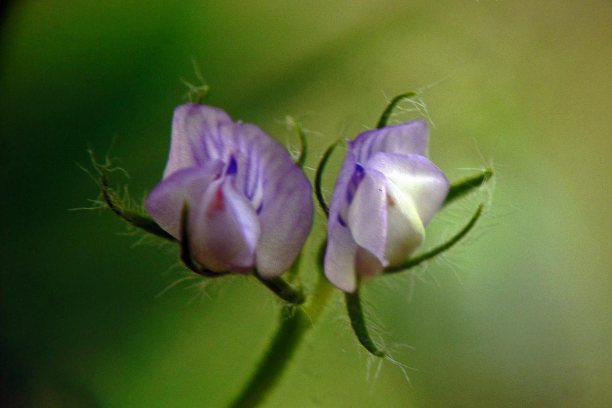 LENTILLES : BIENFAITS et VARIÉTÉS - 12 VARIÉTÉS de LENTILLES avec PHOTOS