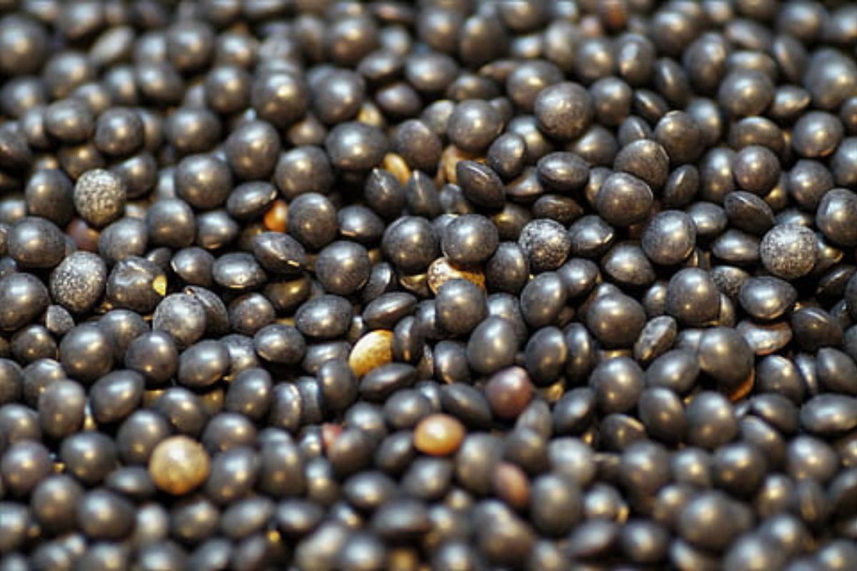 LENTILLES : BIENFAITS et VARIÉTÉS - 12 VARIÉTÉS de LENTILLES avec PHOTOS