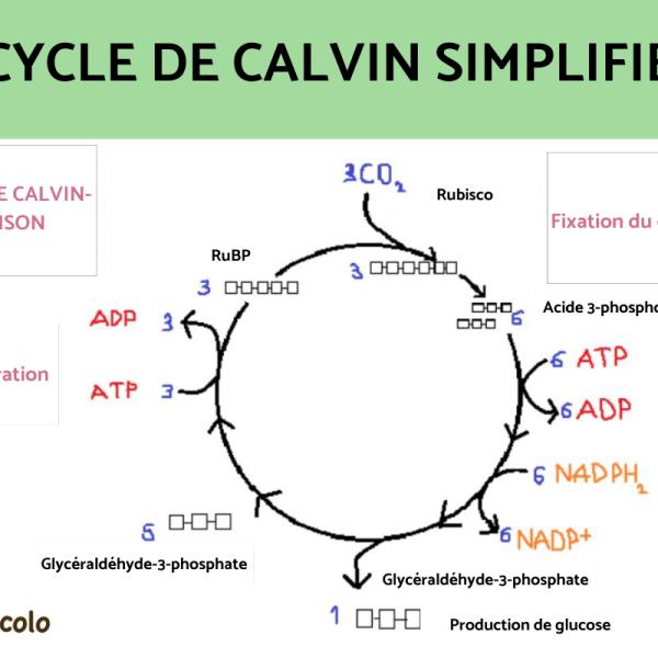 Explication Simple Du Cycle De Calvin