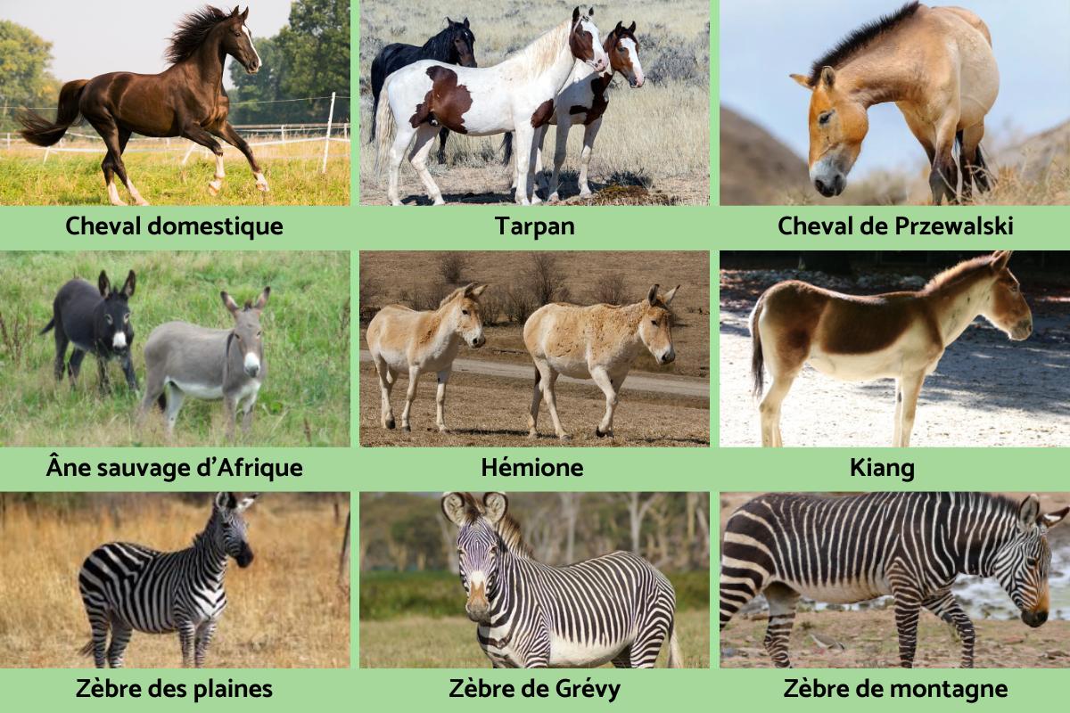 Équidés : Définition, caractéristiques et liste