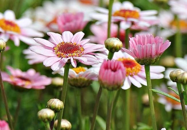 14 Types de marguerites - Noms, caractéristiques et photos