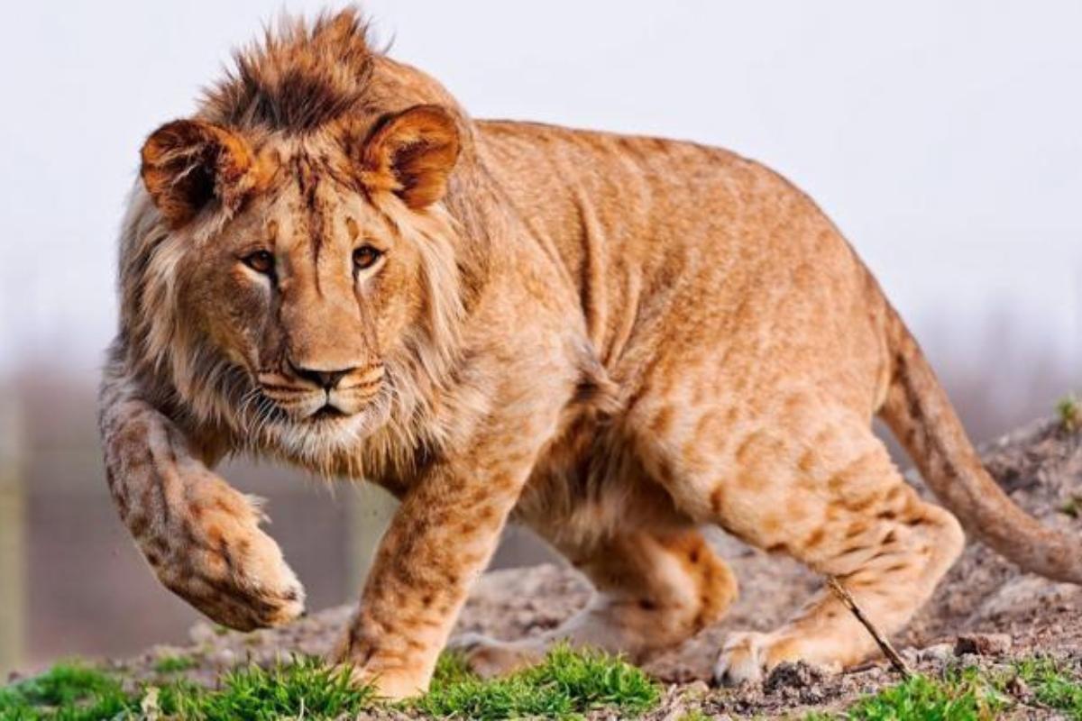 15 ANIMAUX HYBRIDES RÉELS : EXEMPLES et CARACTÉRISTIQUES - Découvrez ...