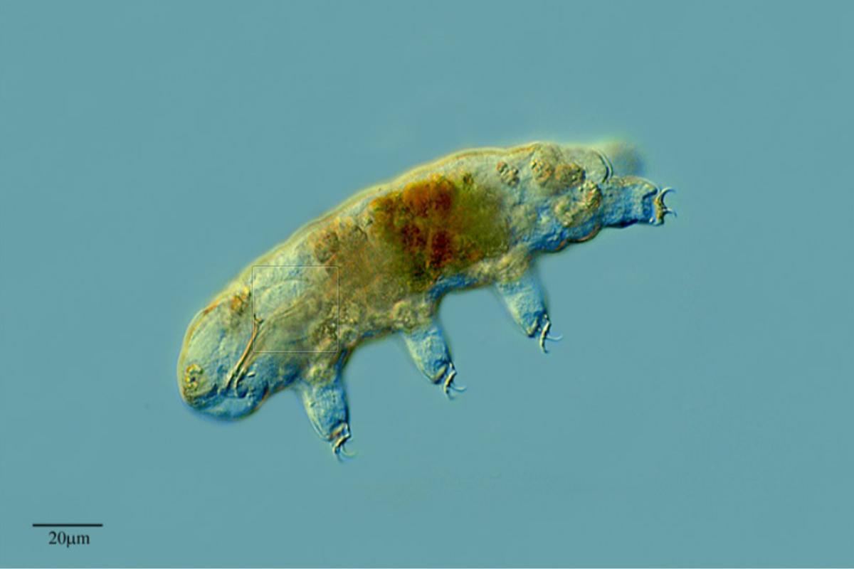 TARDIGRADES : Description, taille, reproduction