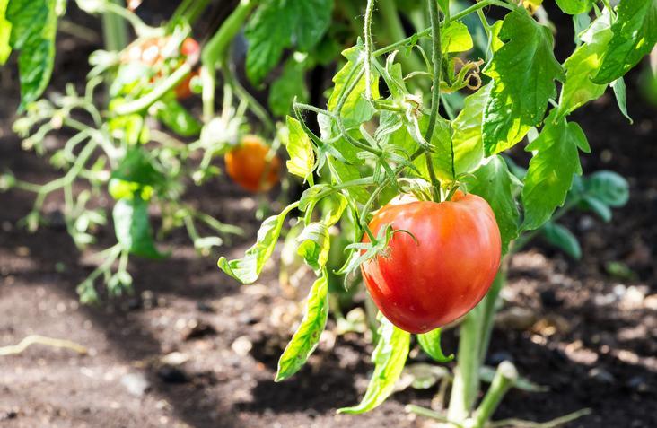 Comment faire GERMER des GRAINES de TOMATES - Guide COMPLET